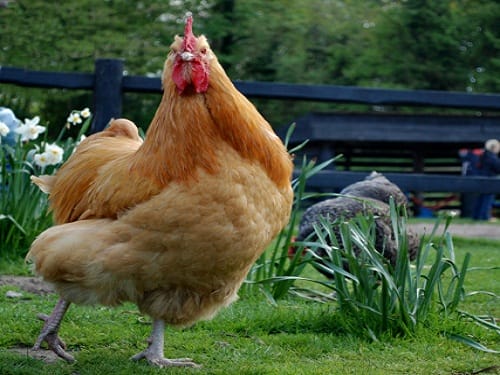 Las granjas urbanas, un paseo original y divertido : Sobre Londres